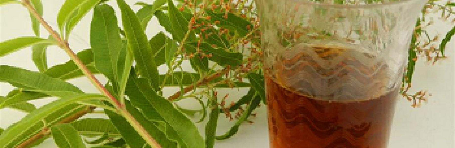 Plantas medicinales: CIDRÓN - MokanÁ